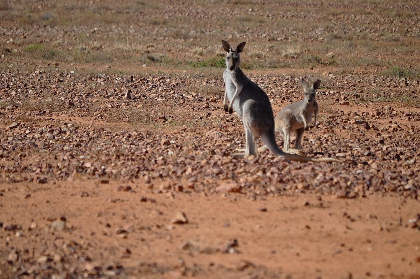 The Gorge Loop - Sturt National Park | All Over Australia