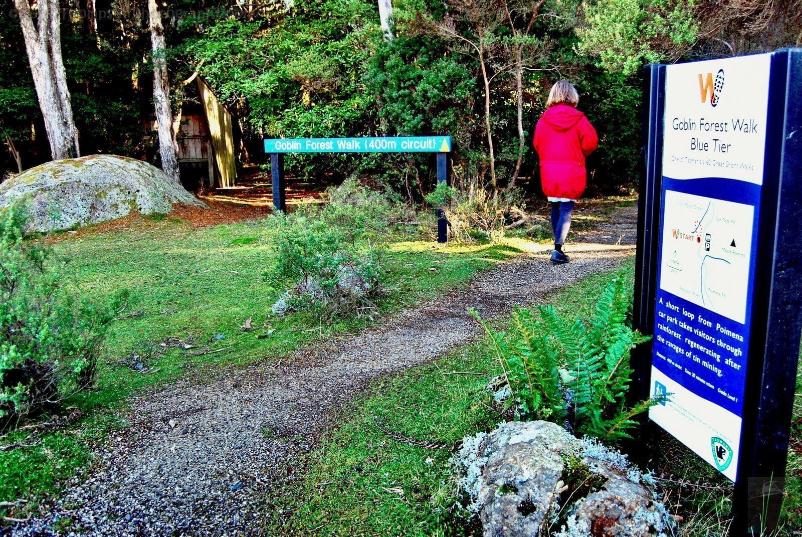 Goblin Forest Walk, Blue Tier – All Over Australia