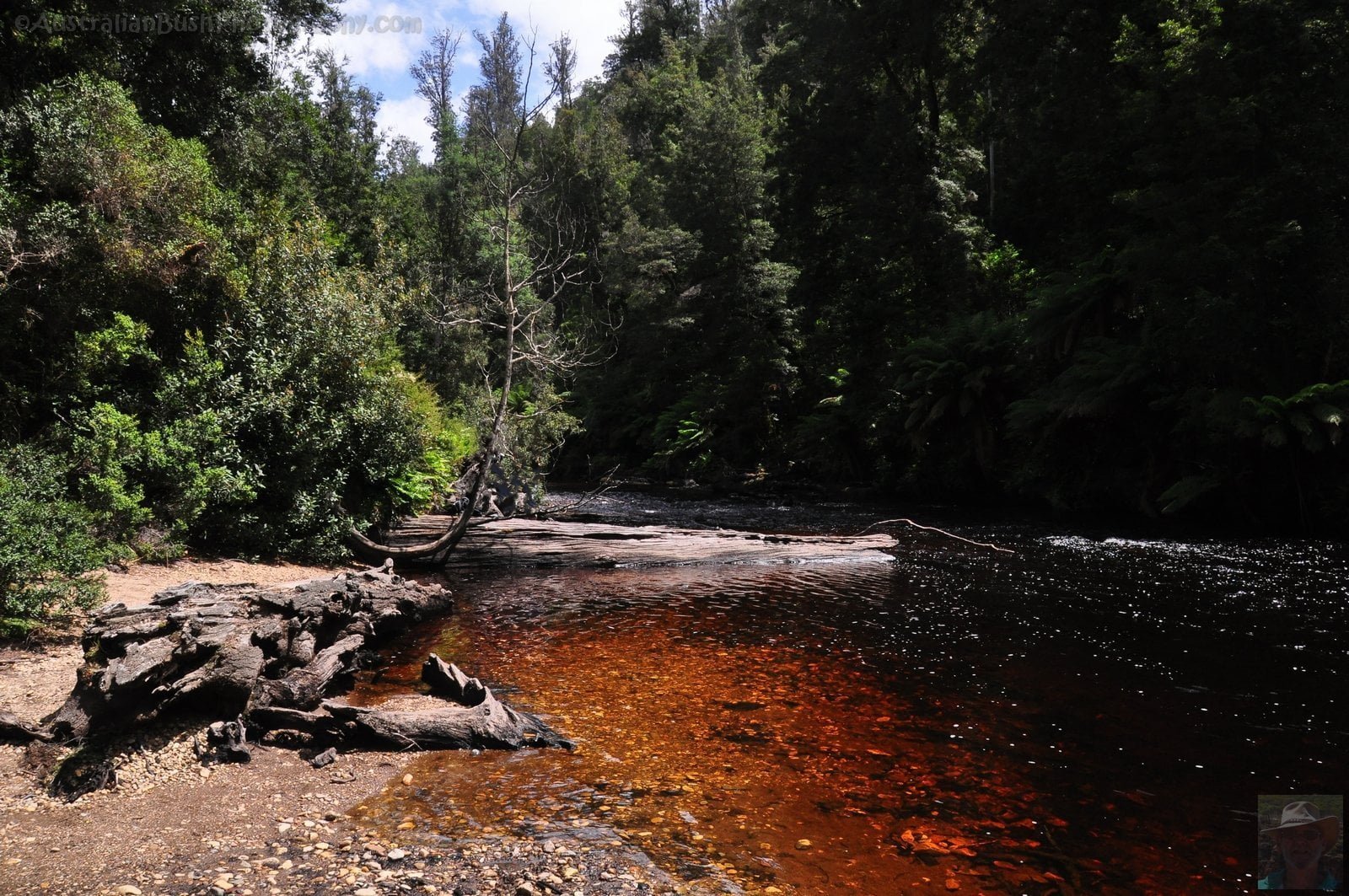 Styx Forest - Part 2 | All Over Australia