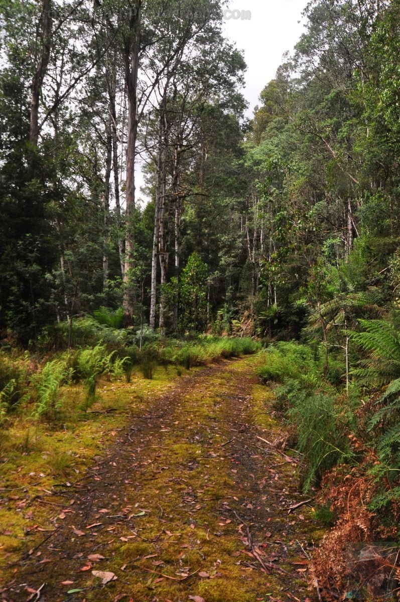 Styx Forest Part 1 – All Over Australia