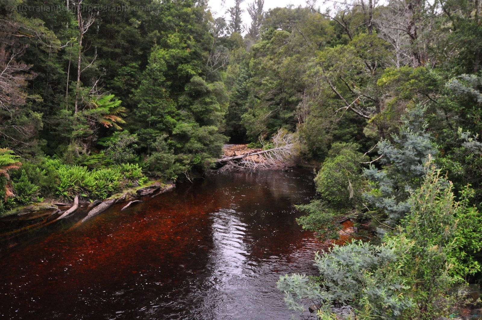 Styx Forest Part 1 – All Over Australia