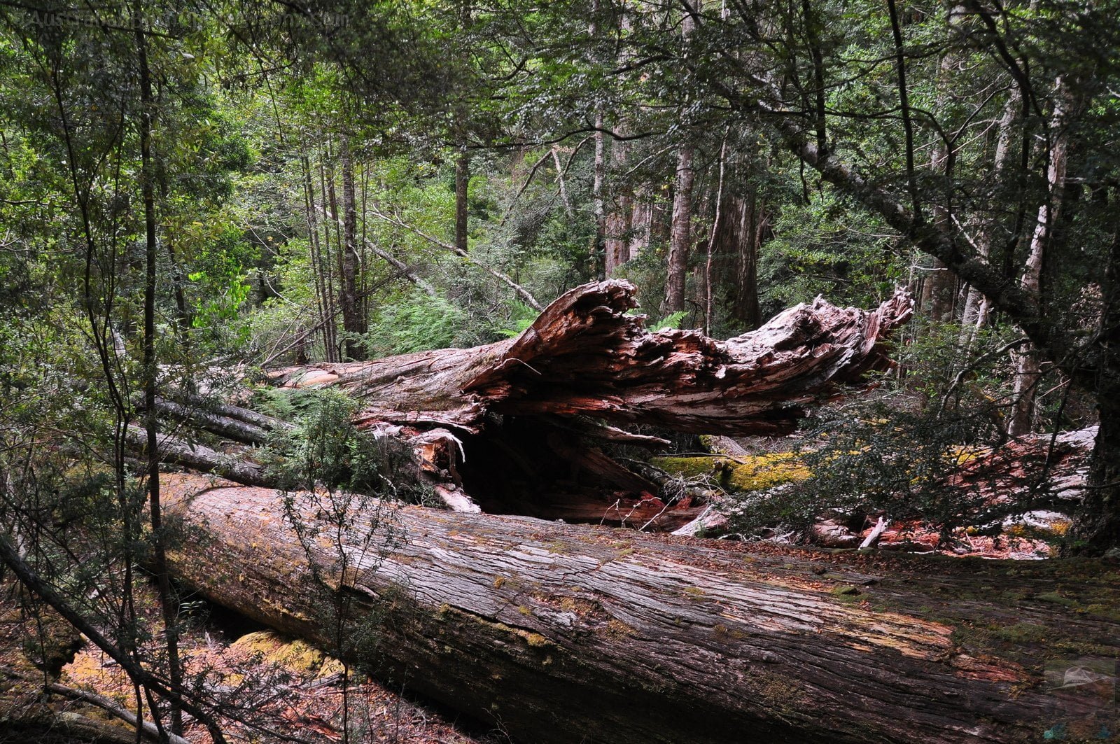 Styx Forest – Part 2 – All Over Australia