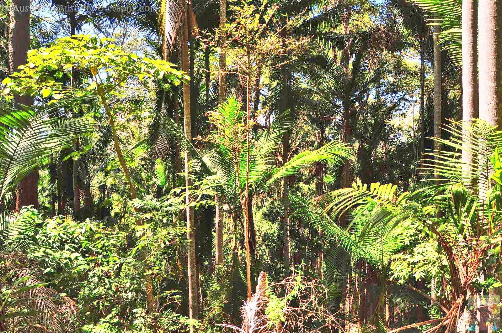 Ravensbourne National Park | All Over Australia