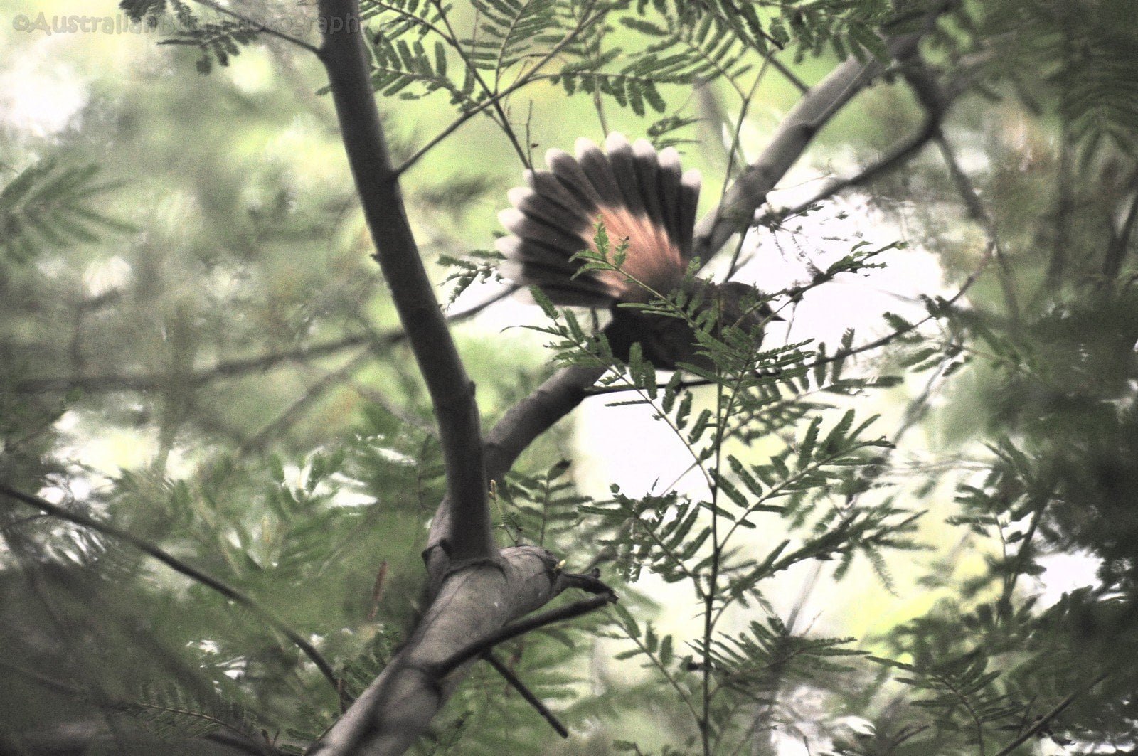 Jimna Forest Araucaria and Yabba Creek Circuit | All Over Australia