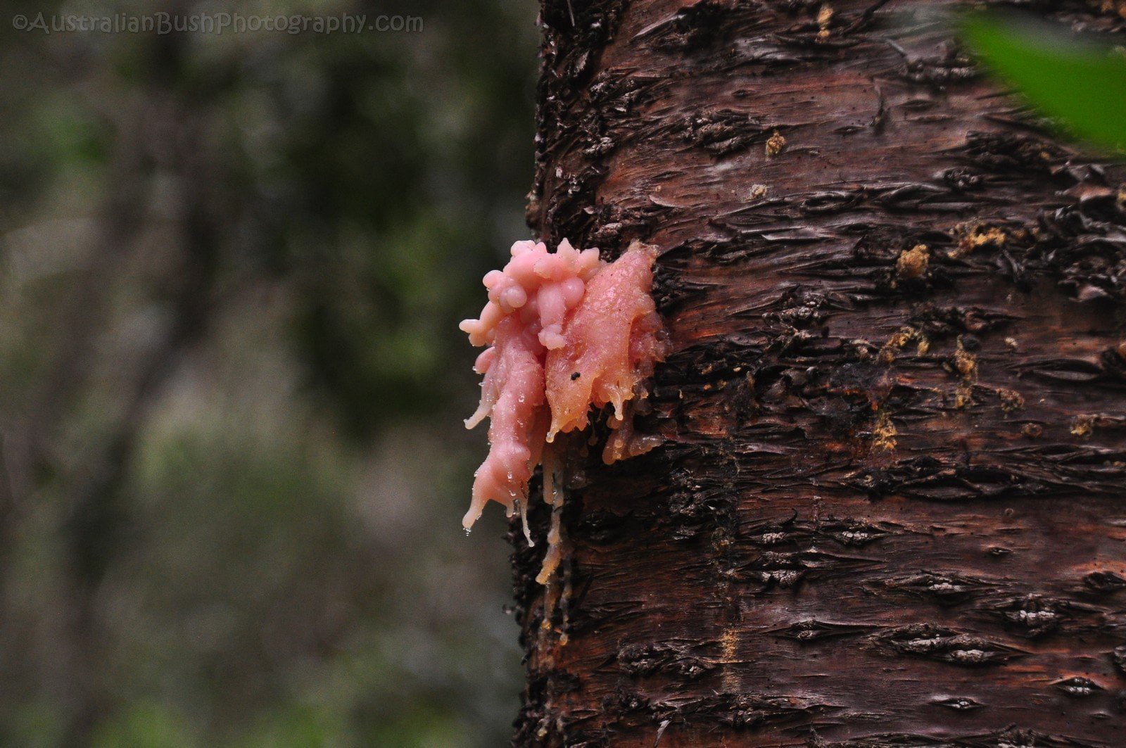 Jimna Forest Araucaria and Yabba Creek Circuit | All Over Australia