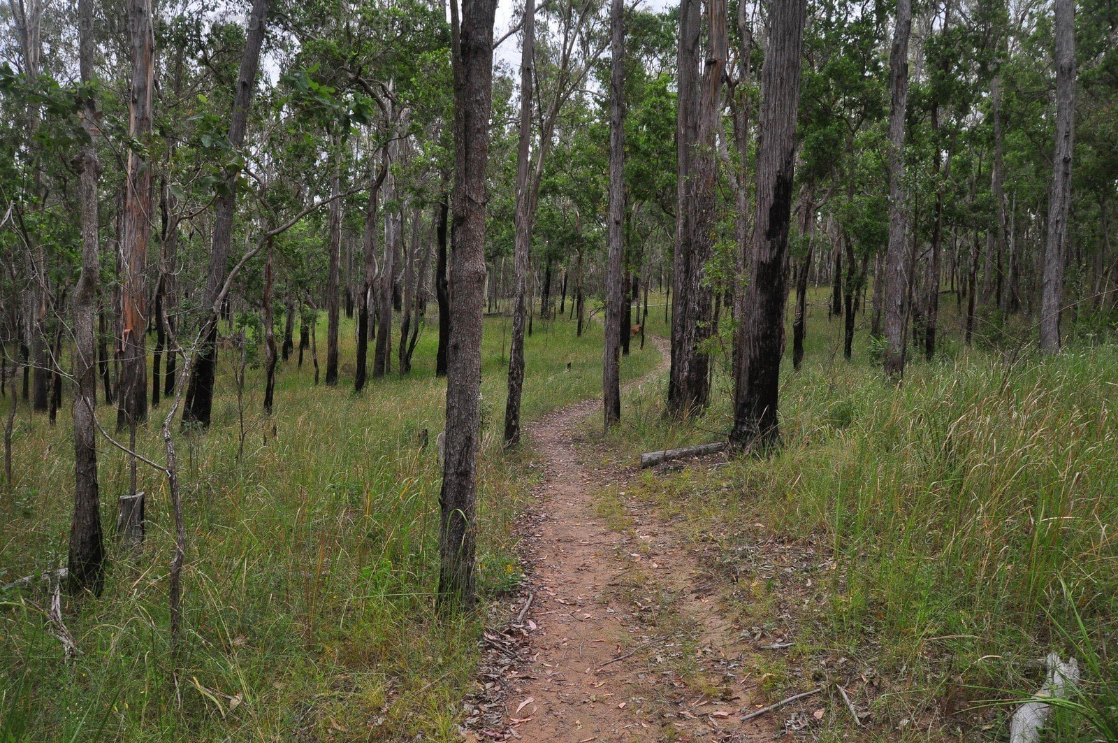 Jimna Forest Araucaria and Yabba Creek Circuit | All Over Australia