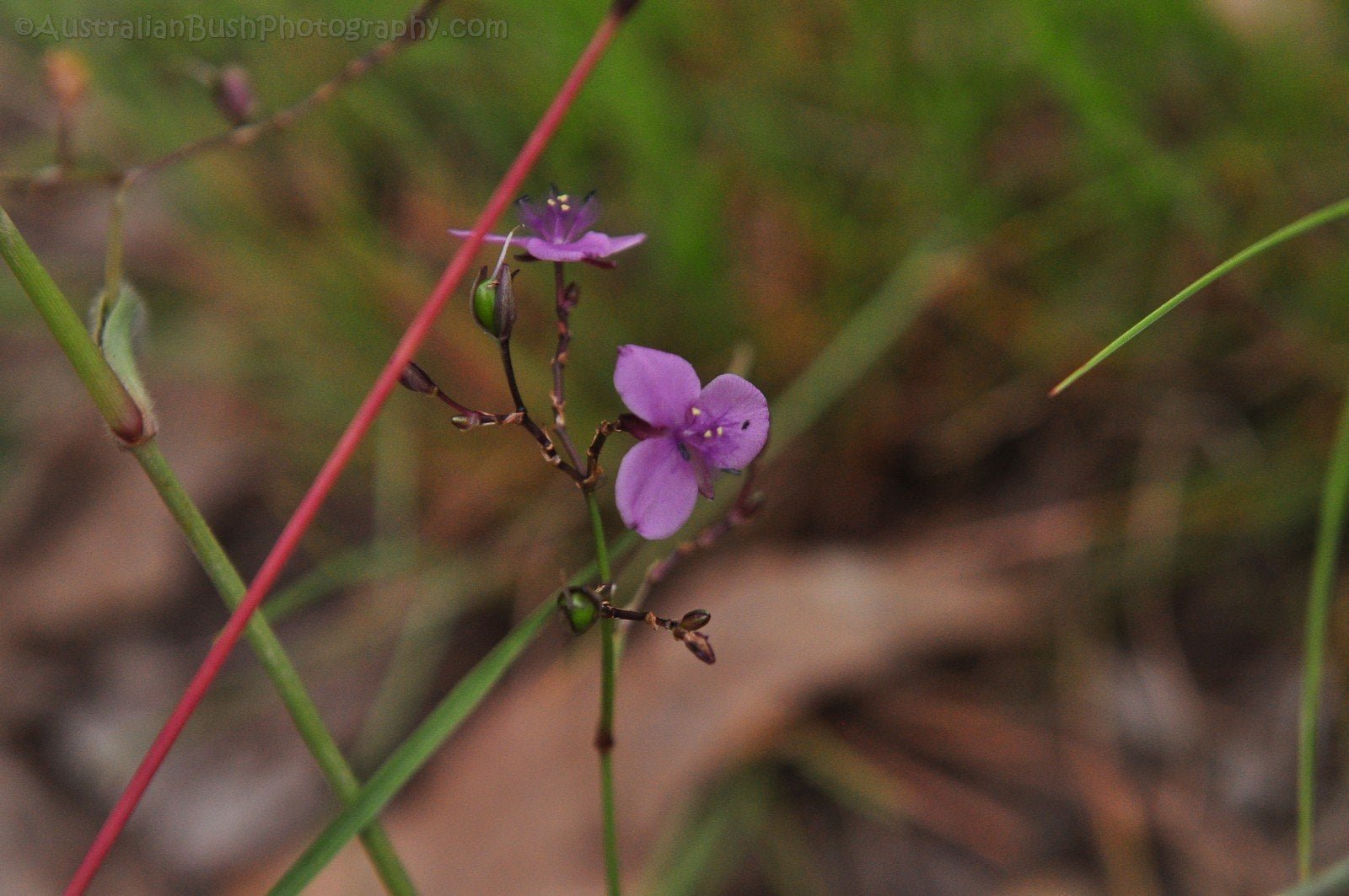 Jimna Forest Eugenia Circuit | All Over Australia