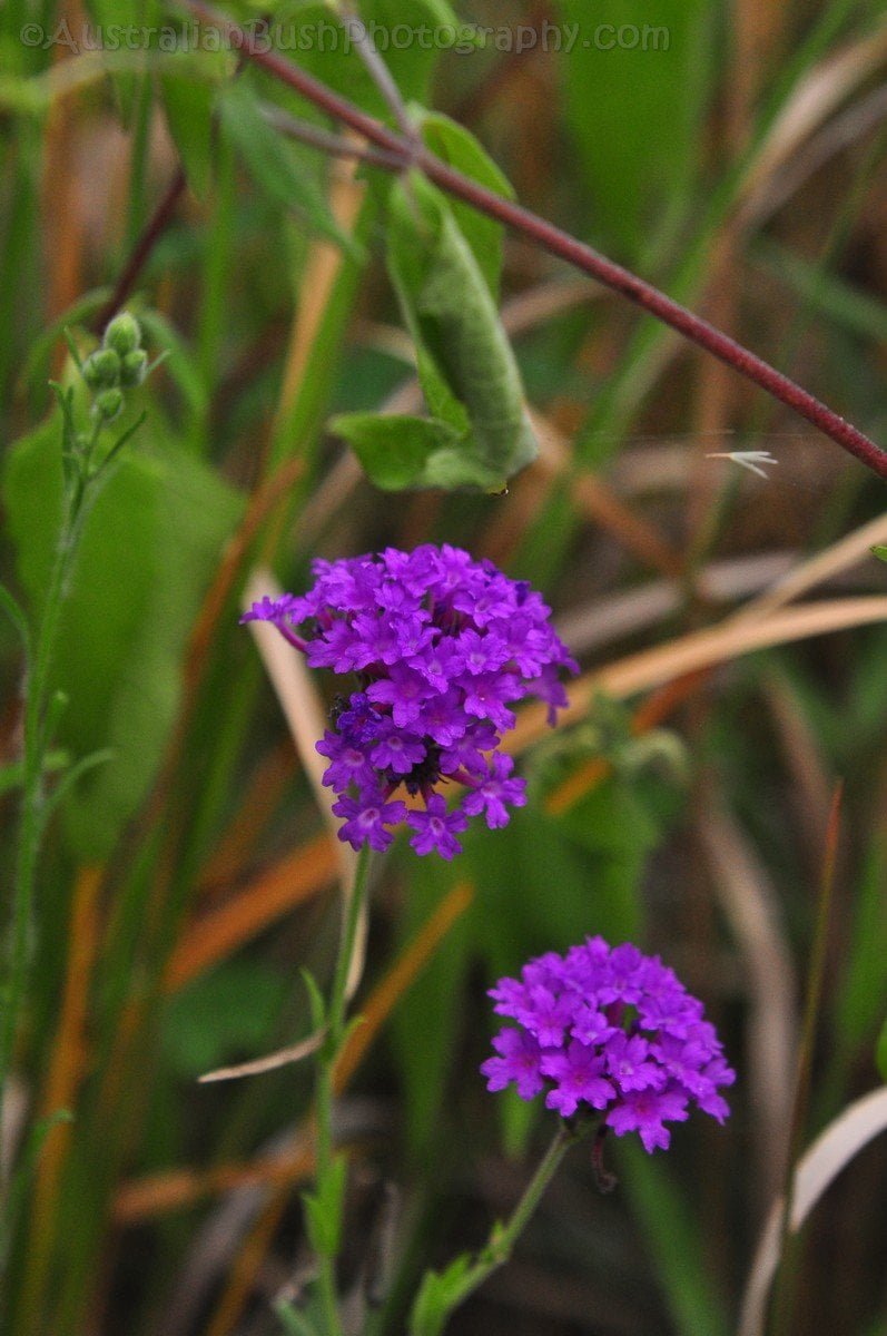 Jimna Forest Eugenia Circuit | All Over Australia