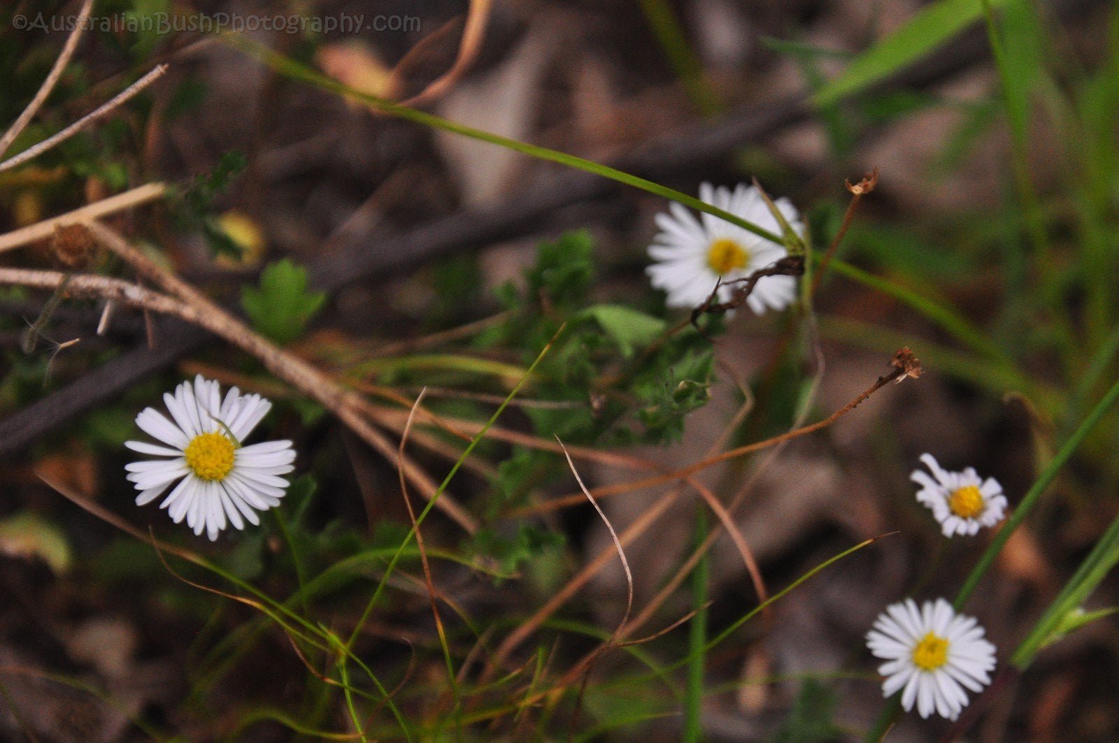Jimna Forest Eugenia Circuit | All Over Australia