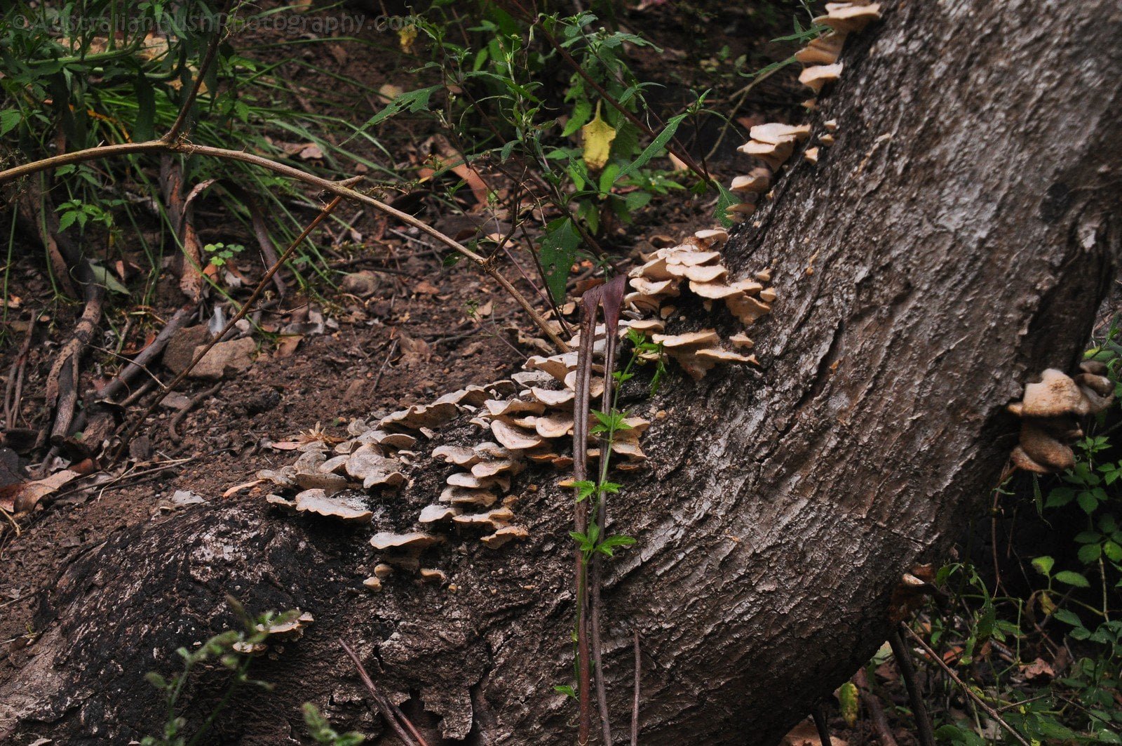 Jimna Forest Eugenia Circuit | All Over Australia