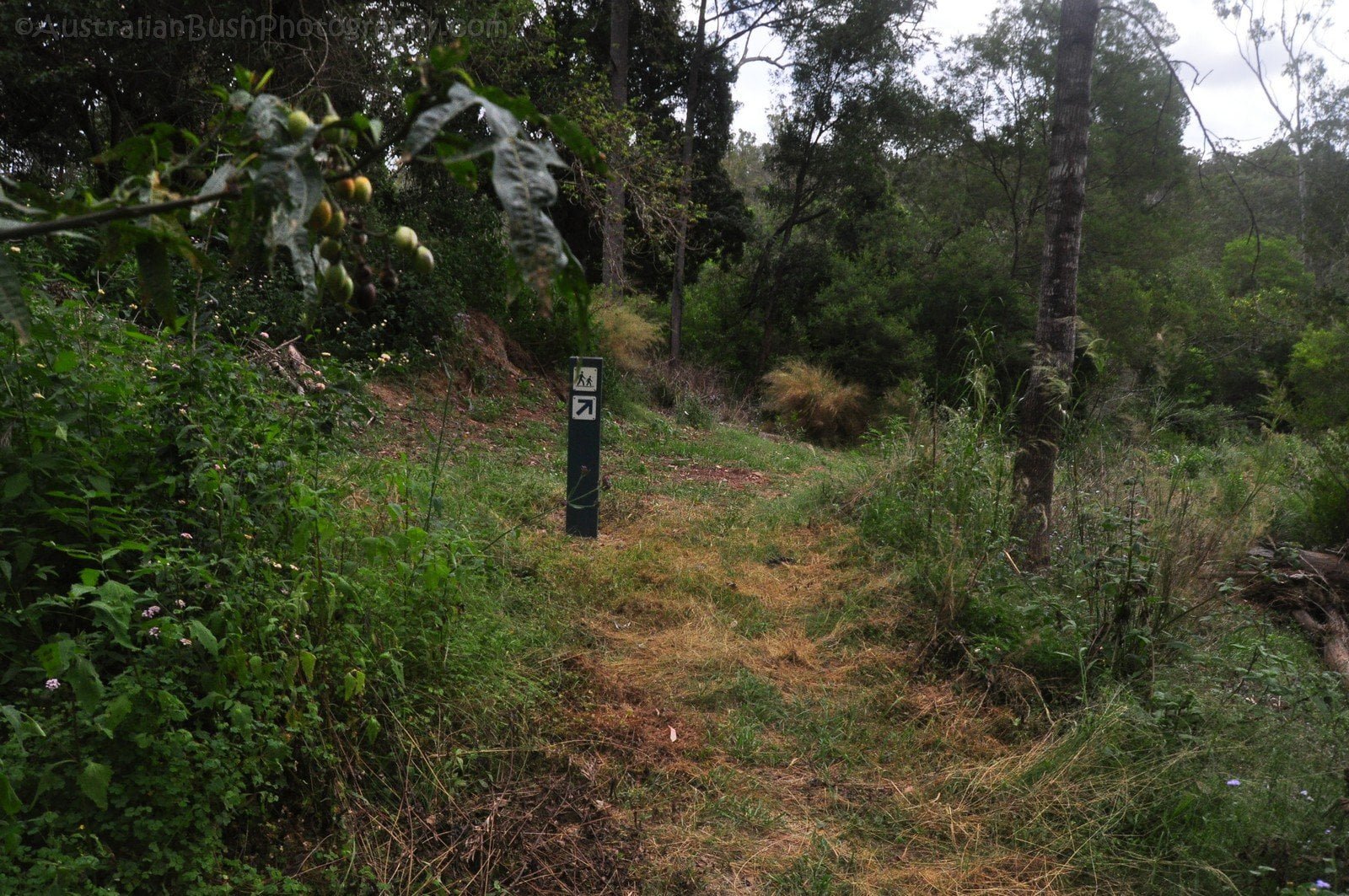 Jimna Forest Eugenia Circuit | All Over Australia