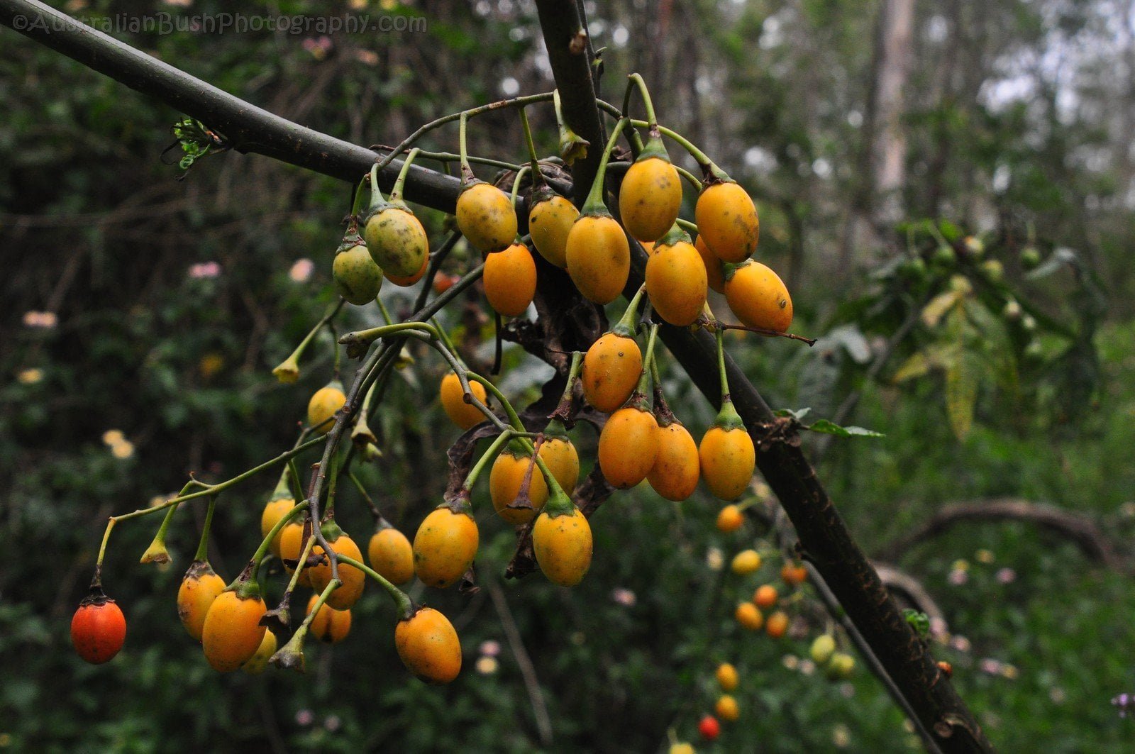 Jimna Forest Eugenia Circuit | All Over Australia