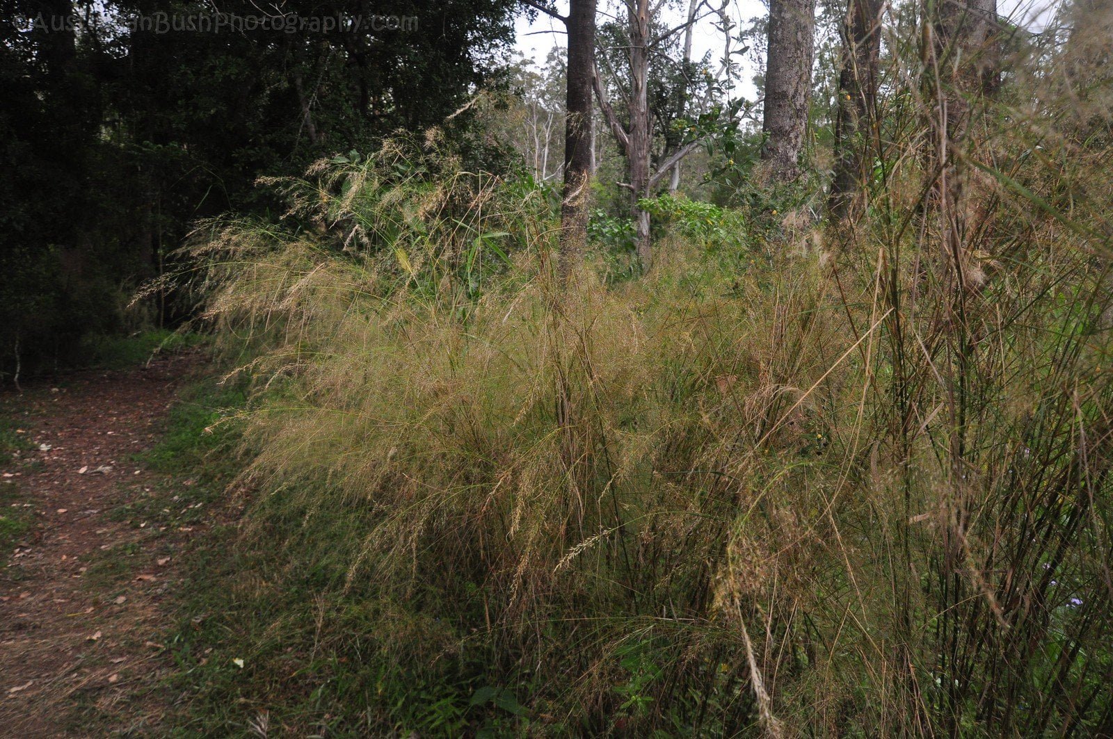 Jimna Forest Eugenia Circuit | All Over Australia