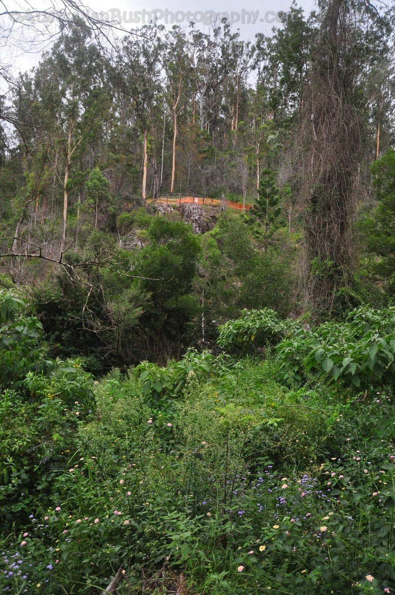Jimna Forest Eugenia Circuit | All Over Australia
