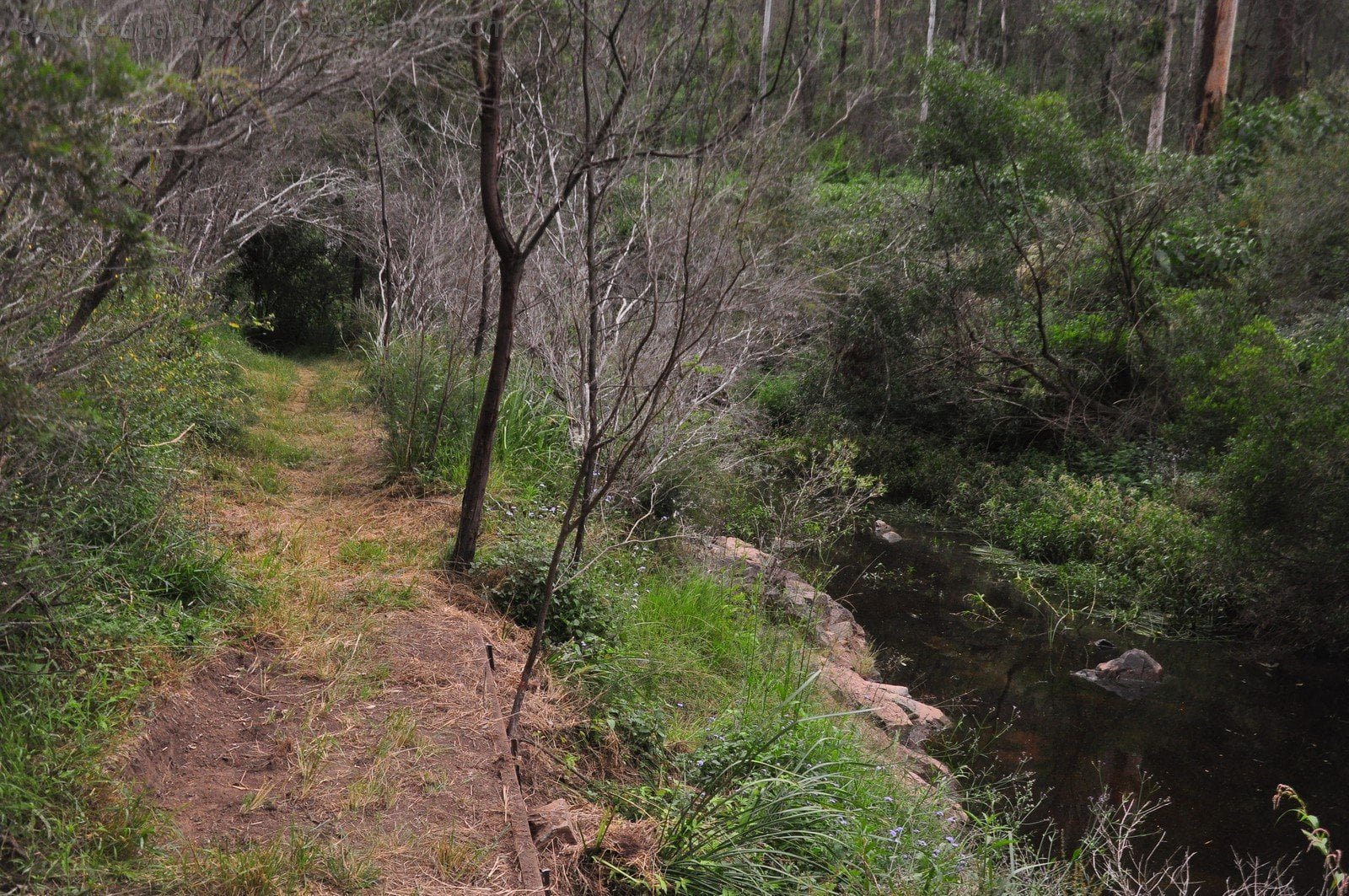 Jimna Forest Eugenia Circuit | All Over Australia