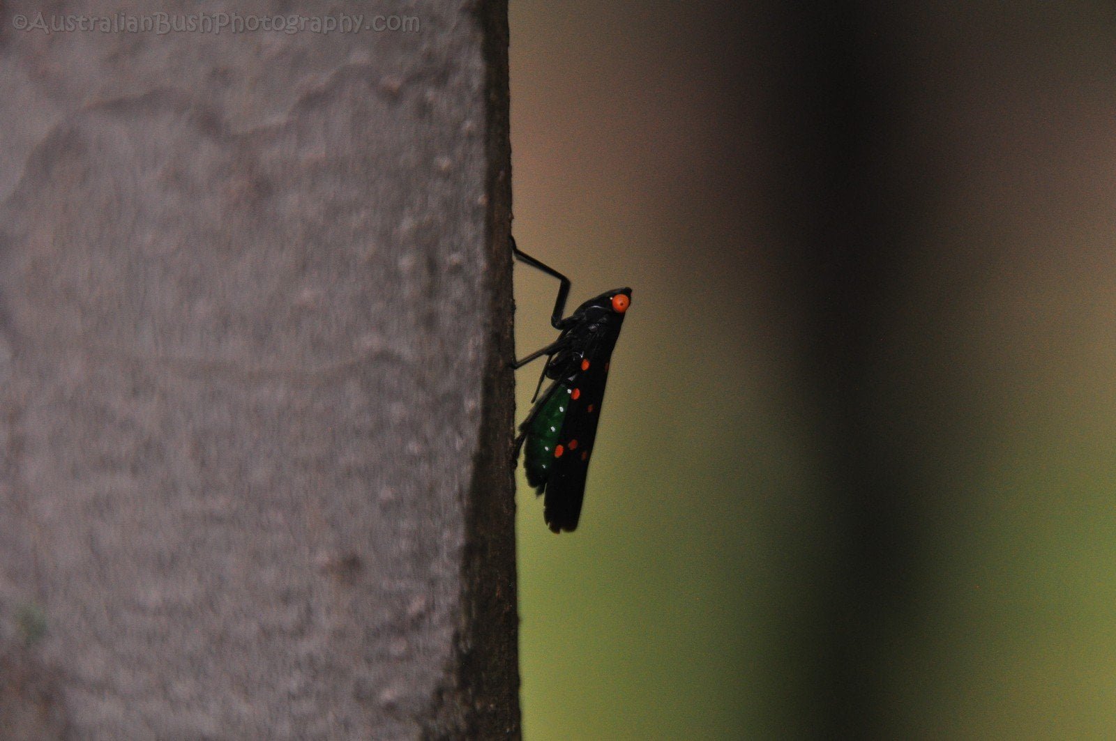 Harding's Paddock | All Over Australia
