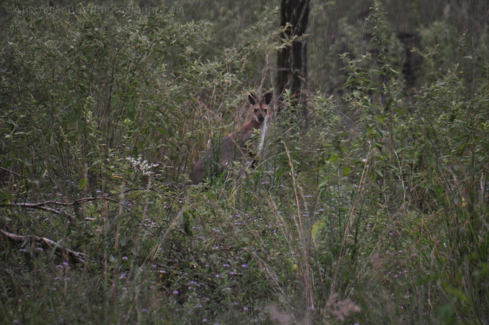 Harding's Paddock | All Over Australia