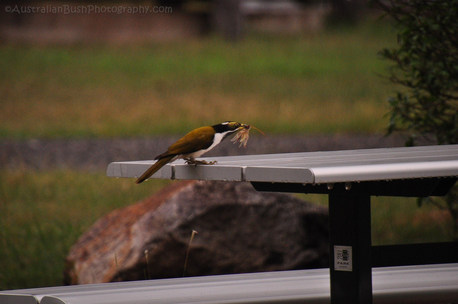 Harding's Paddock | All Over Australia