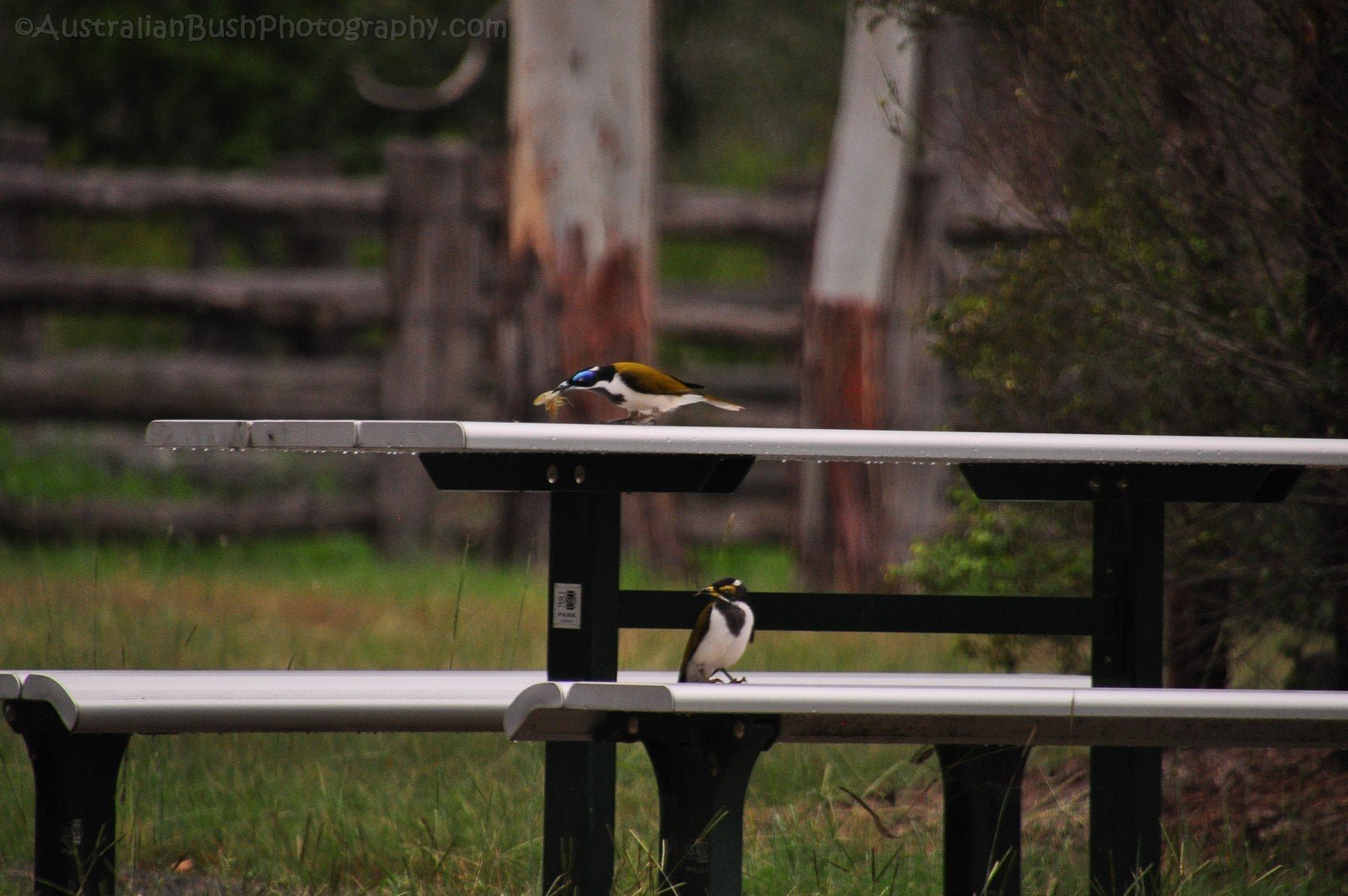 Harding's Paddock | All Over Australia