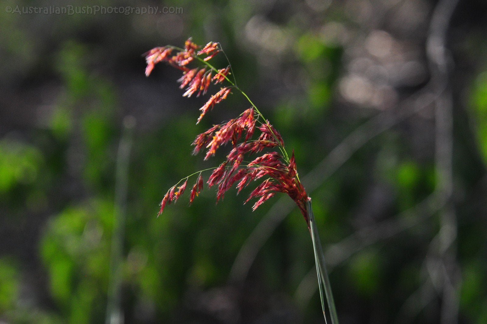 Harding's Paddock | All Over Australia