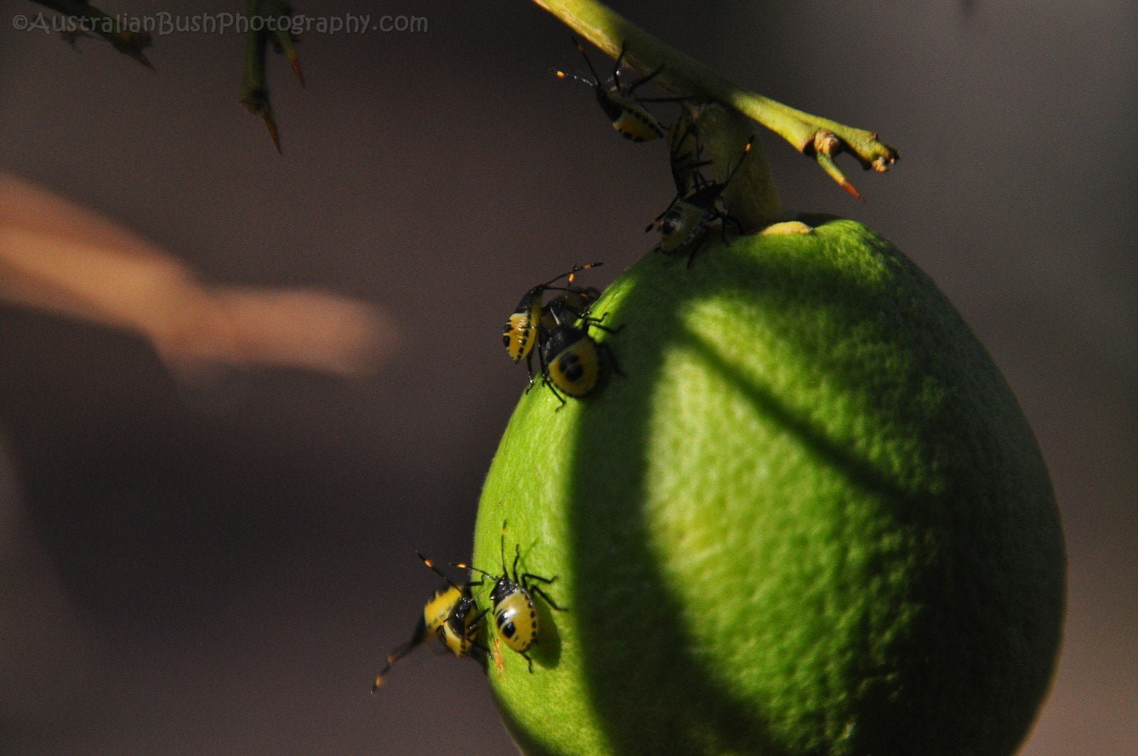 Harding's Paddock | All Over Australia