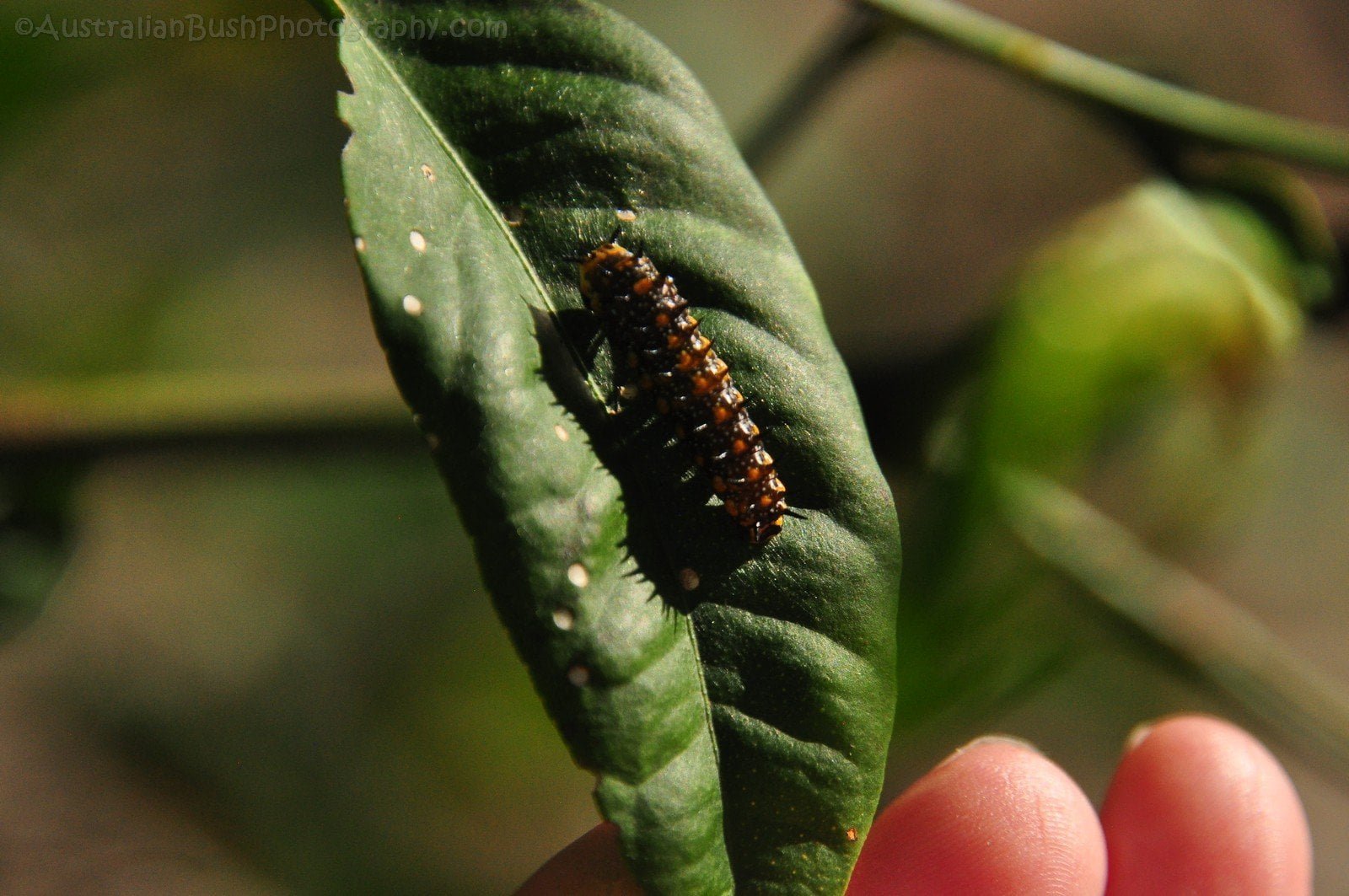Harding's Paddock | All Over Australia