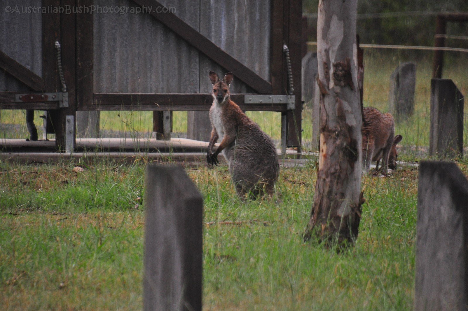 Harding's Paddock | All Over Australia
