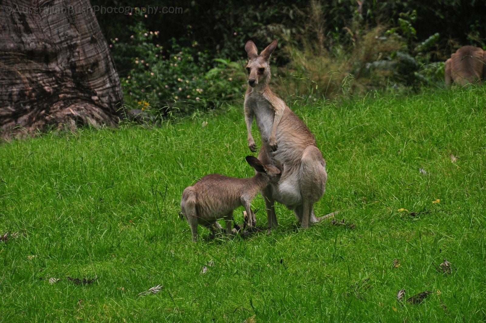 Jimna State Forest | All Over Australia