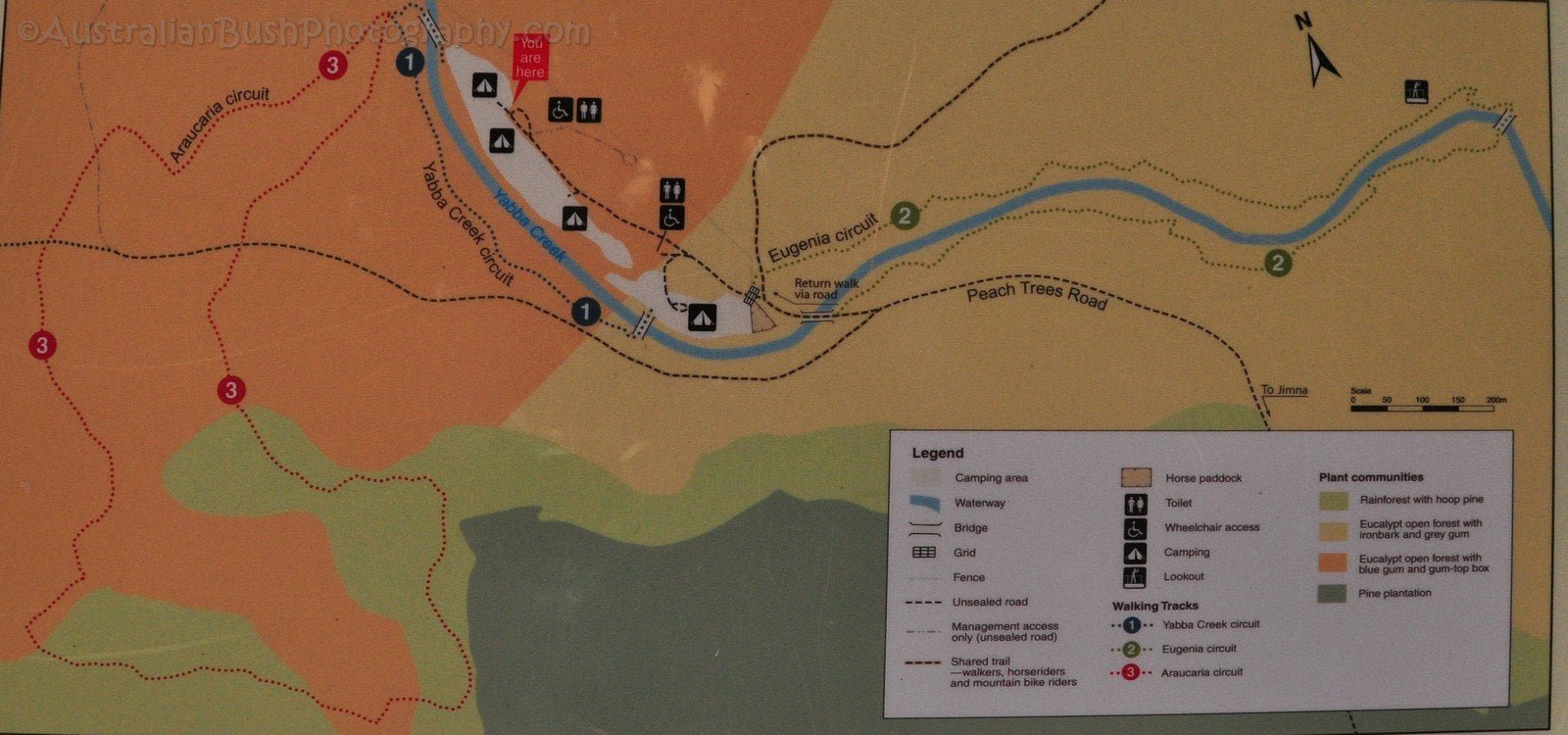 Jimna Forest Araucaria and Yabba Creek Circuit | All Over Australia