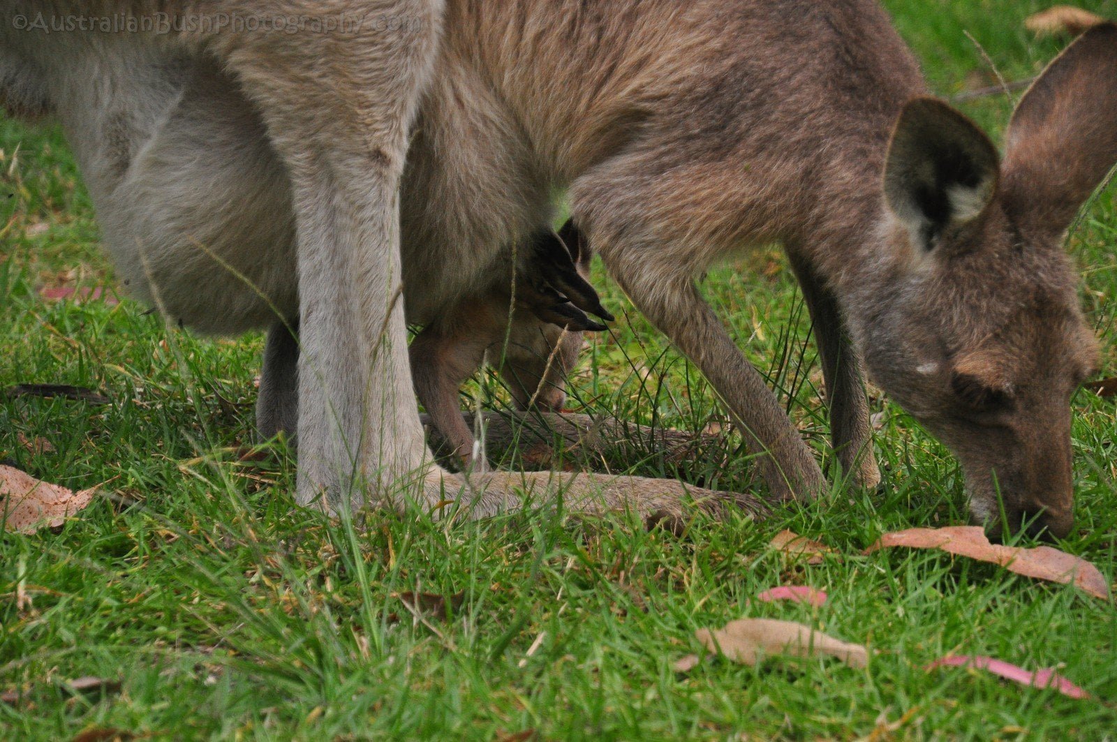 Jimna State Forest | All Over Australia