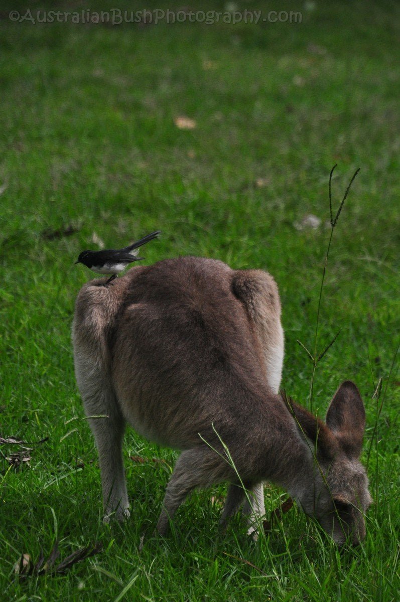 Jimna State Forest | All Over Australia