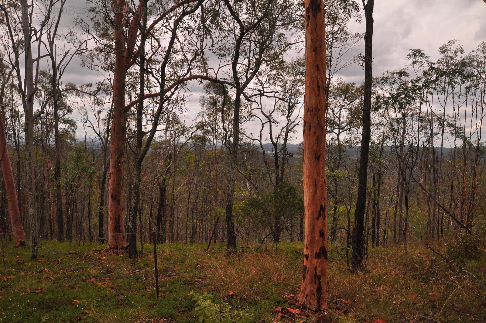 Harding's Paddock | All Over Australia