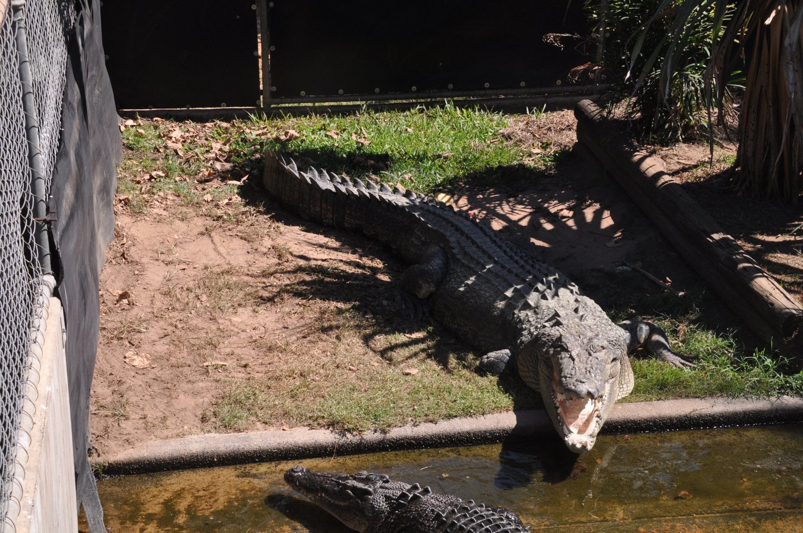 Darwin - Crocodilus Park | All Over Australia