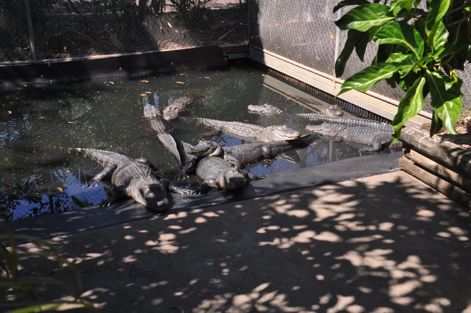 Darwin - Crocodilus Park | All Over Australia