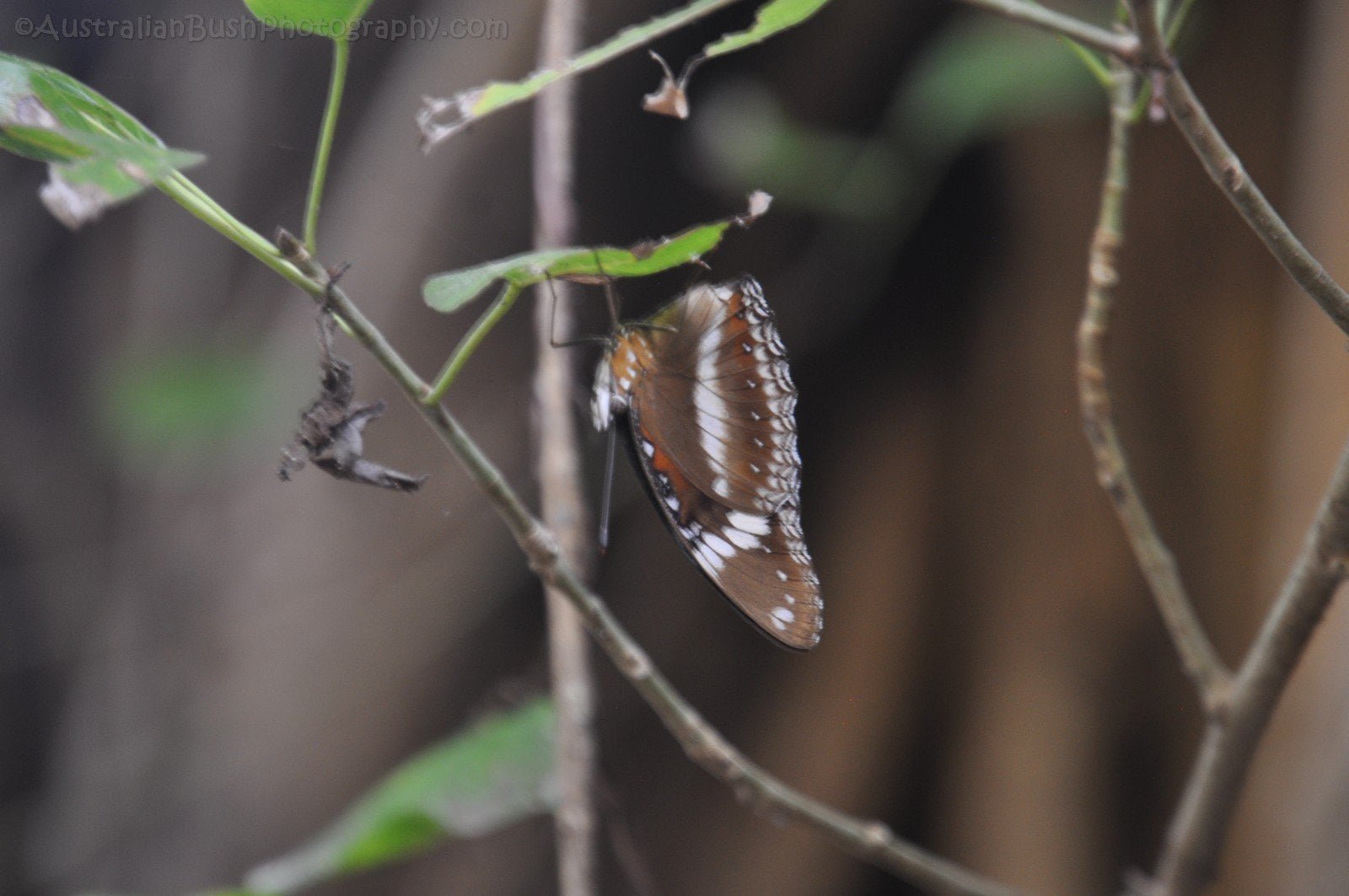 Berry Springs | All Over Australia